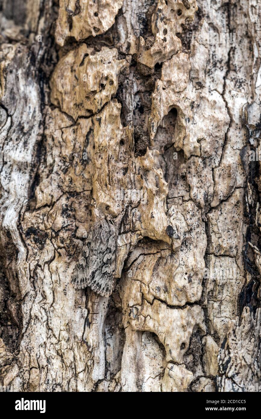 Early Grey Moth; Xylocampa areola; on Wood; Cornwall; UK Stock Photo ...