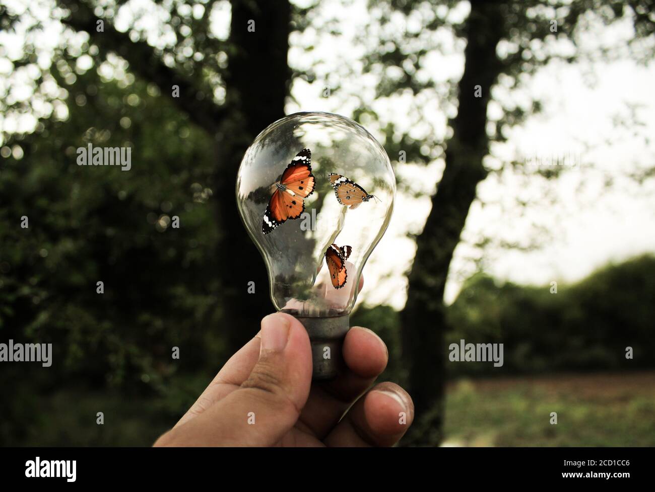 Monarch butterflies in a light bulb Stock Photo - Alamy