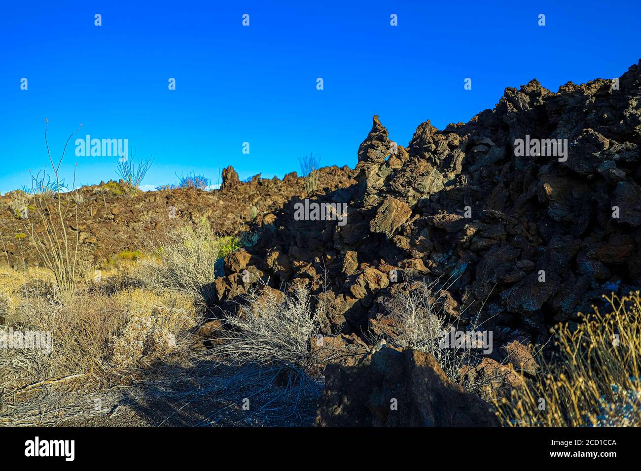 Sonoran Desert in the highlands of the El Pinacate Biosphere Reserve ...