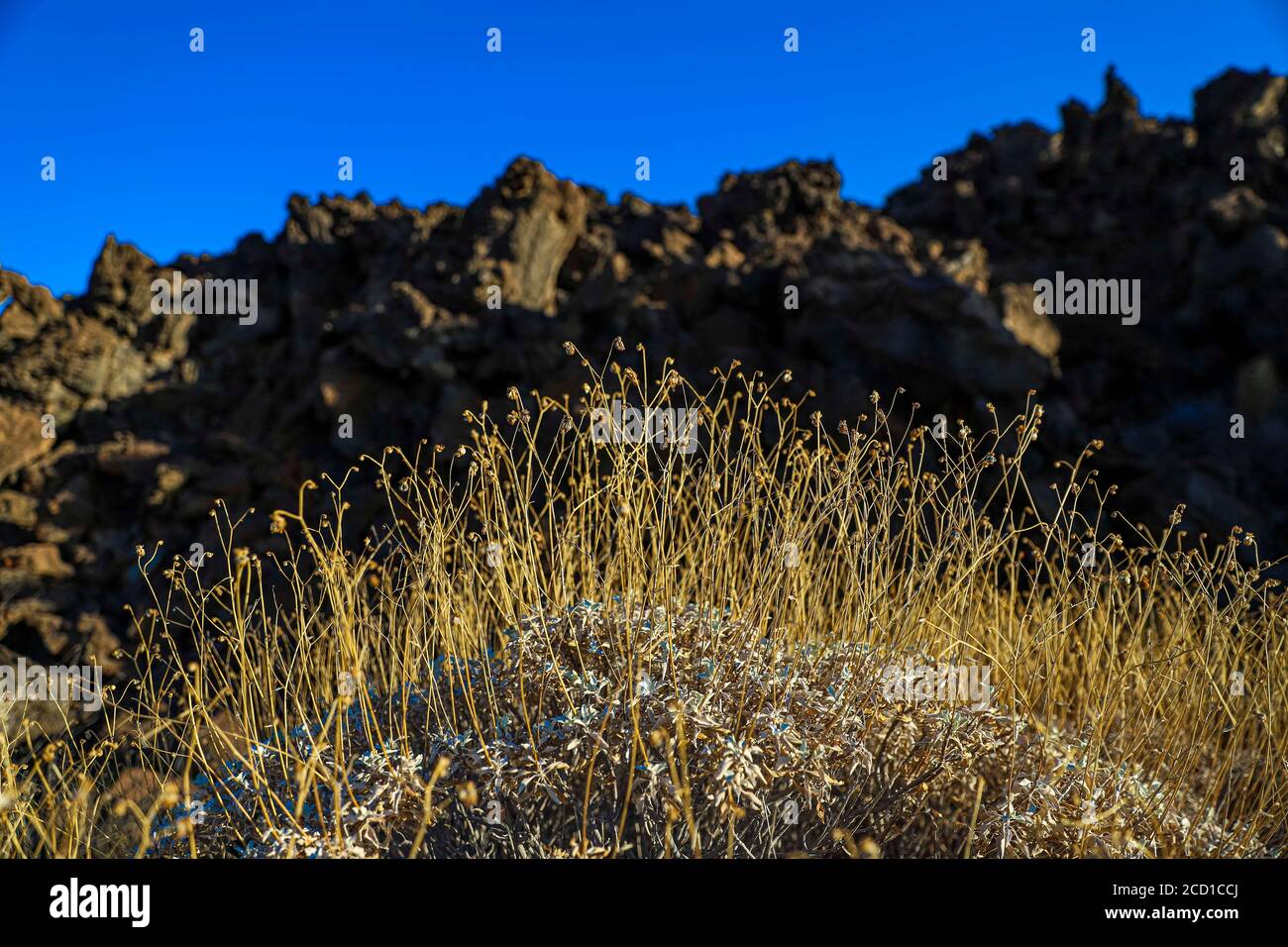 Sonoran Desert in the highlands of the El Pinacate Biosphere Reserve ...