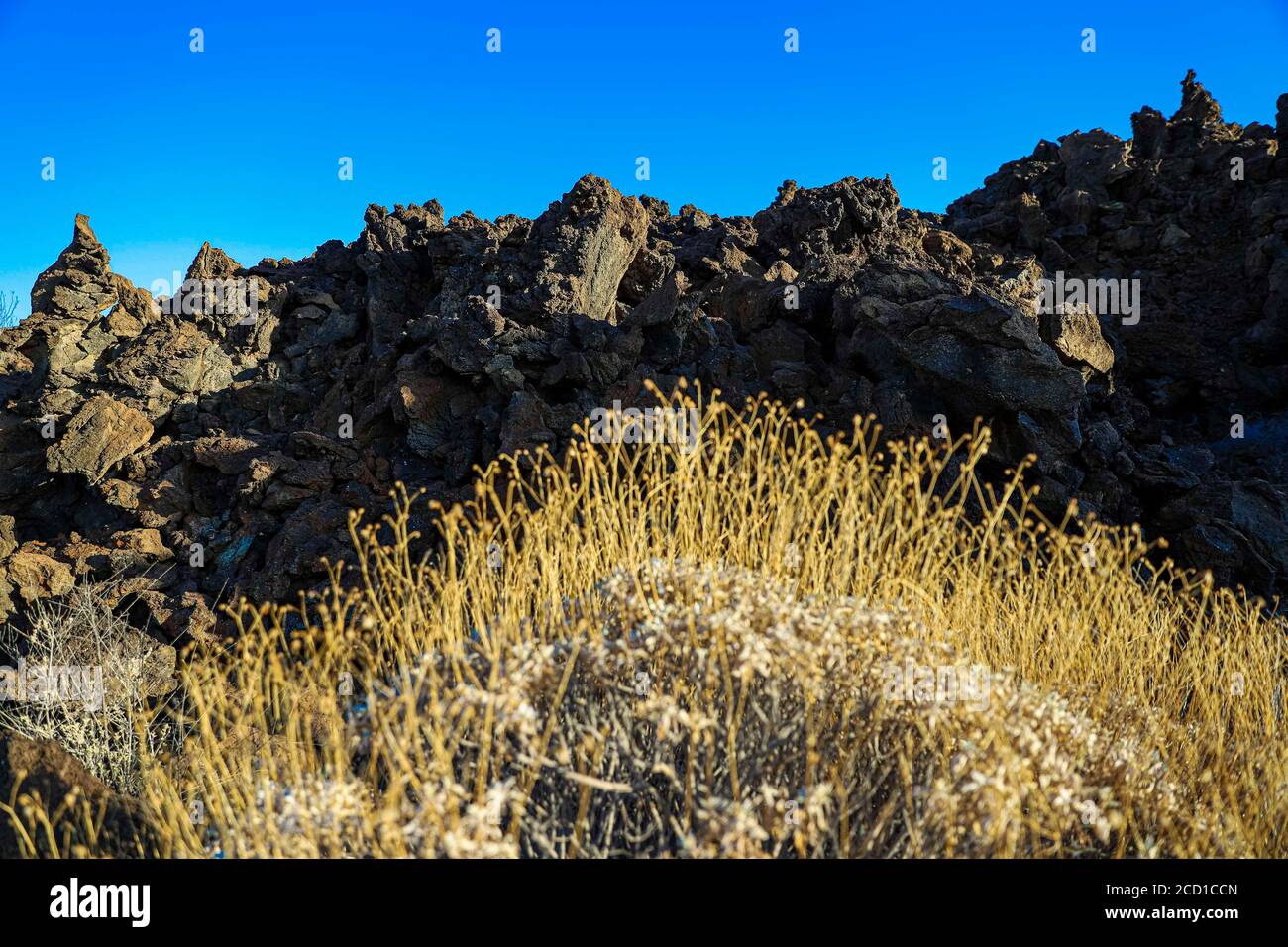 Sonoran Desert in the highlands of the El Pinacate Biosphere Reserve ...