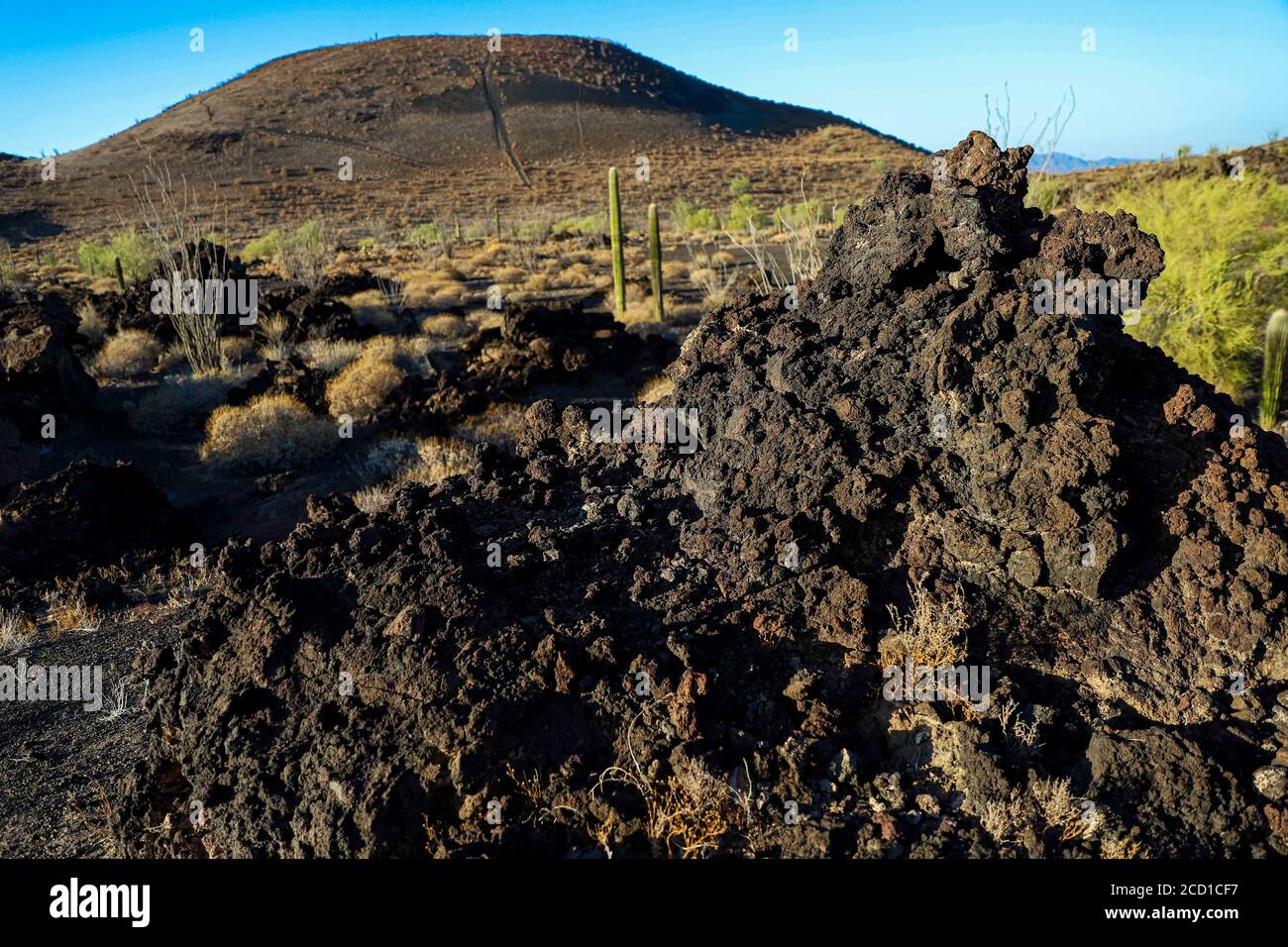 Sonoran Desert in the highlands of the El Pinacate Biosphere Reserve ...