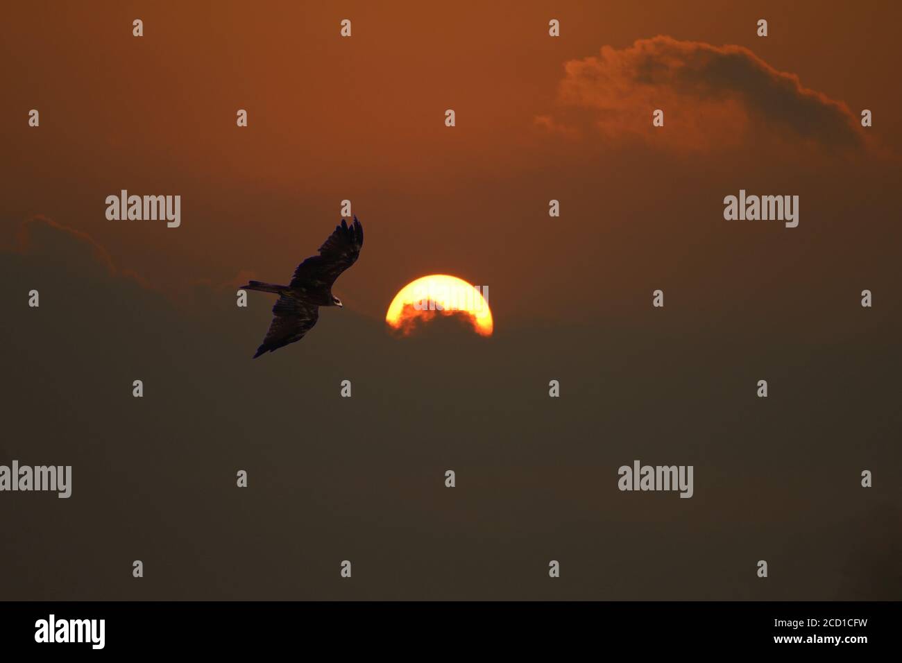 Silhouette landscape eagle hi-res stock photography and images - Alamy
