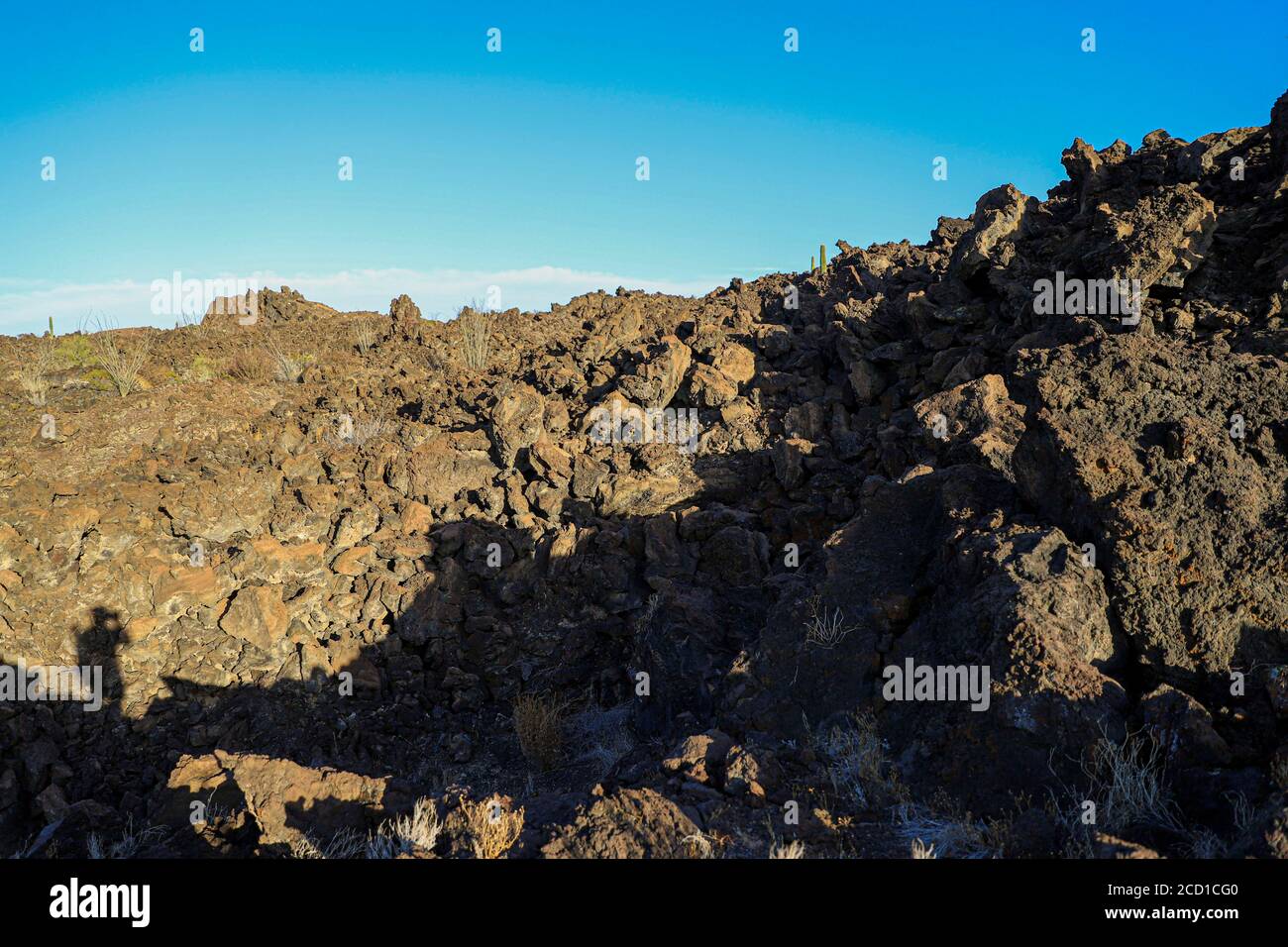 Sonoran Desert in the highlands of the El Pinacate Biosphere Reserve ...