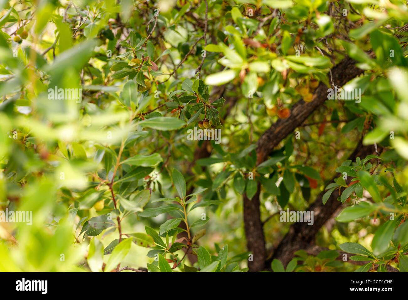 Arbutus unedo tree hi-res stock photography and images - Alamy