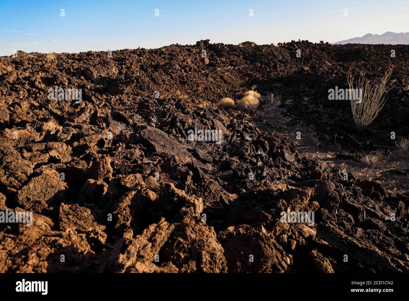 Sonoran Desert in the highlands of the El Pinacate Biosphere Reserve ...