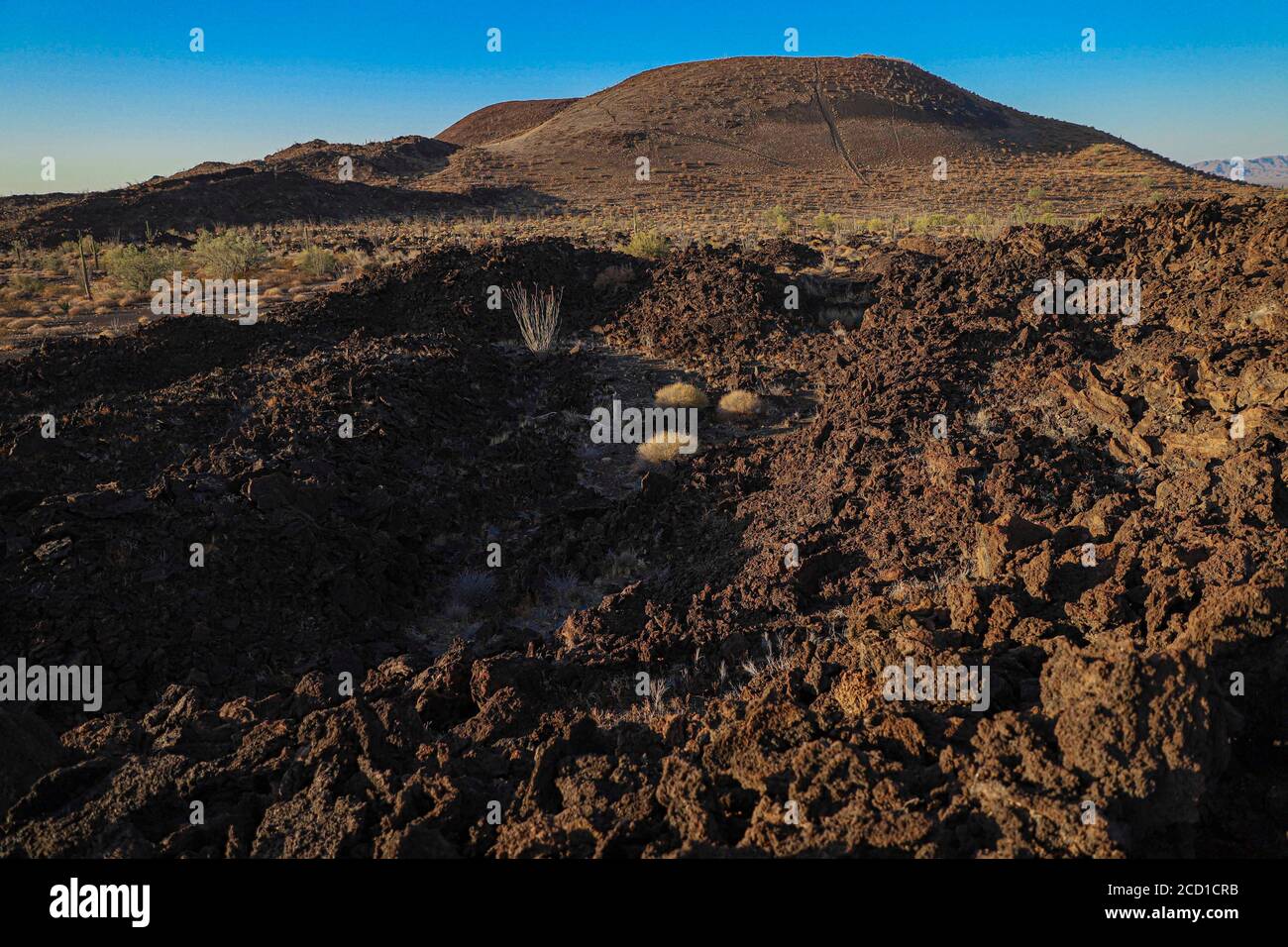 Sonoran Desert in the highlands of the El Pinacate Biosphere Reserve ...