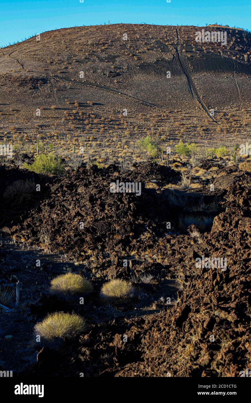 Sonoran Desert in the highlands of the El Pinacate Biosphere Reserve ...