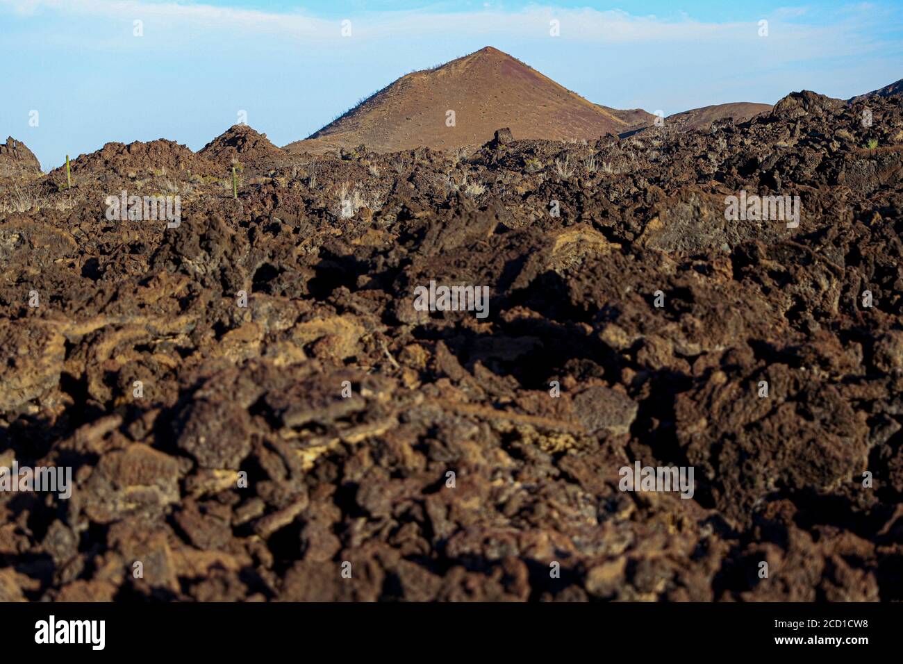 Sonoran Desert in the highlands of the El Pinacate Biosphere Reserve ...