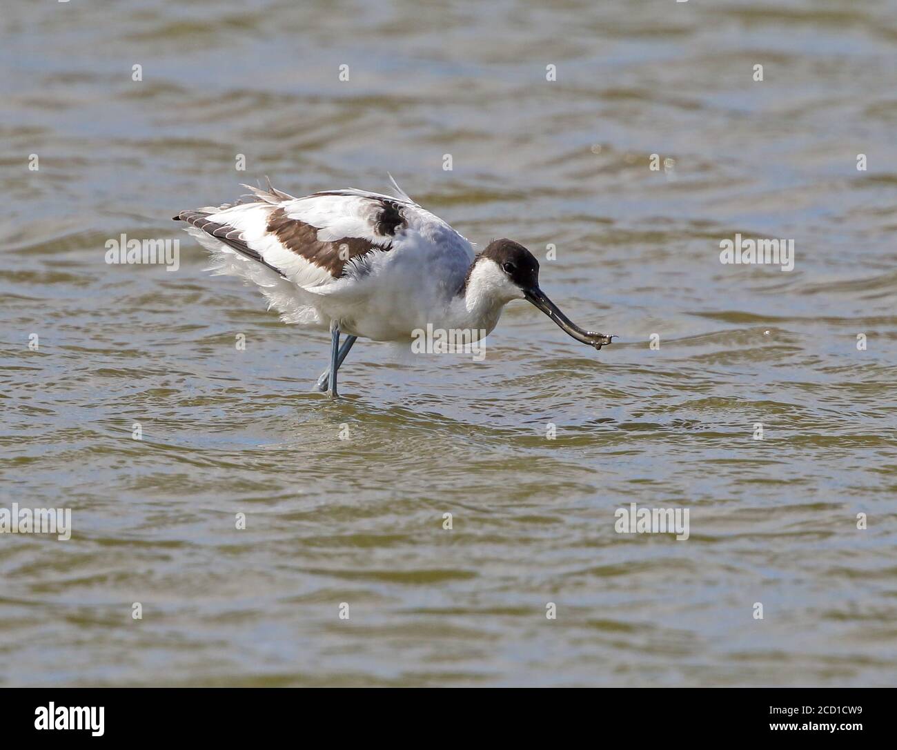 Avocet (Ricurviristra avosetta Stock Photo - Alamy