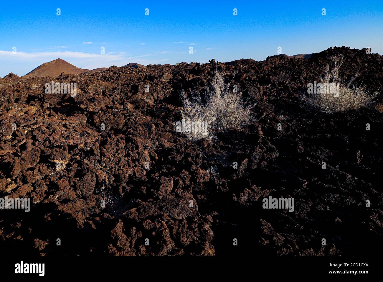 Sonoran Desert in the highlands of the El Pinacate Biosphere Reserve ...