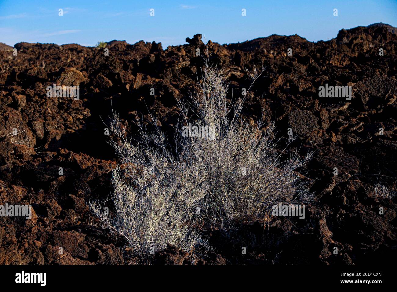 Sonoran Desert in the highlands of the El Pinacate Biosphere Reserve ...