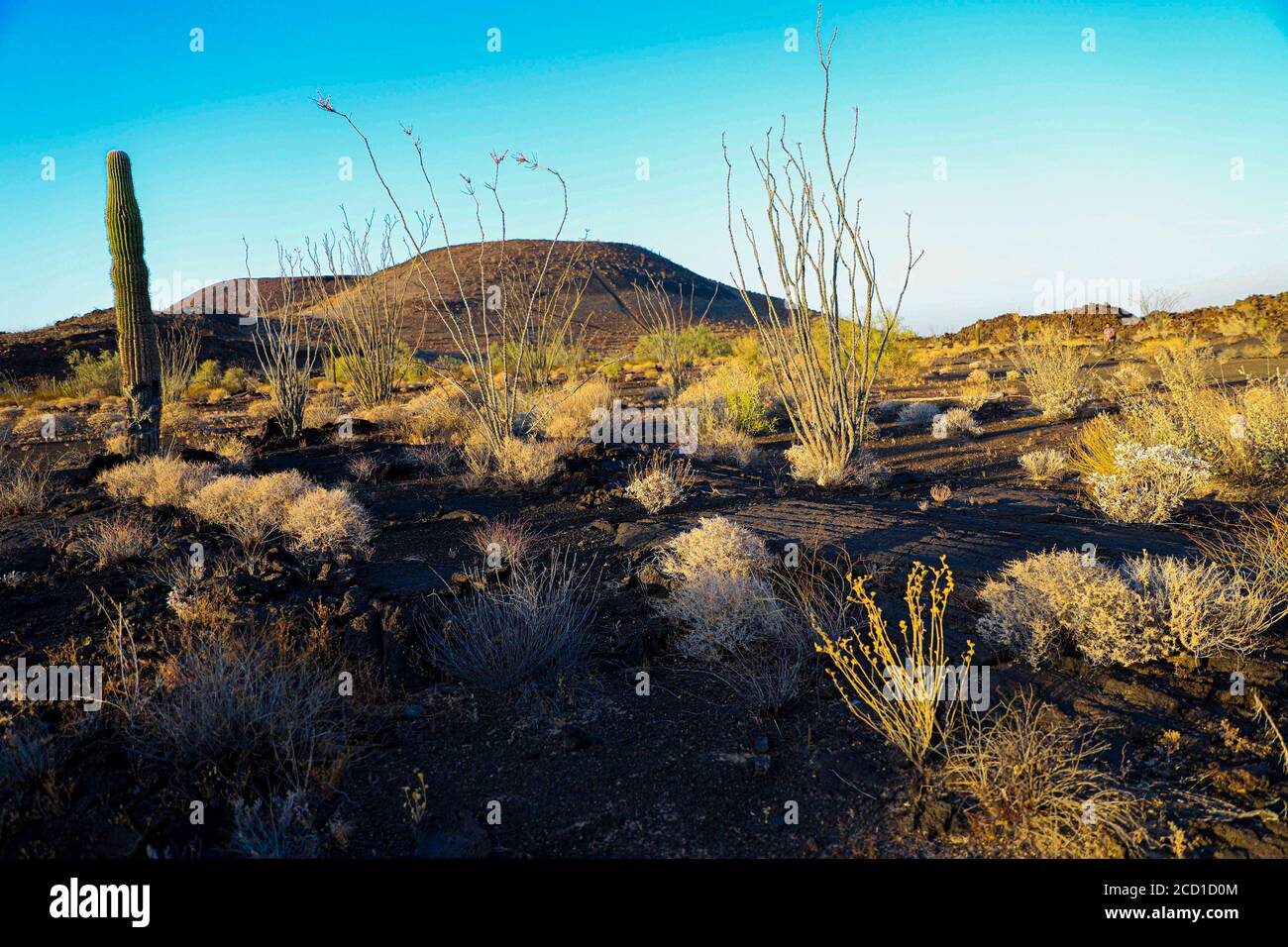 Sonoran Desert in the highlands of the El Pinacate Biosphere Reserve ...