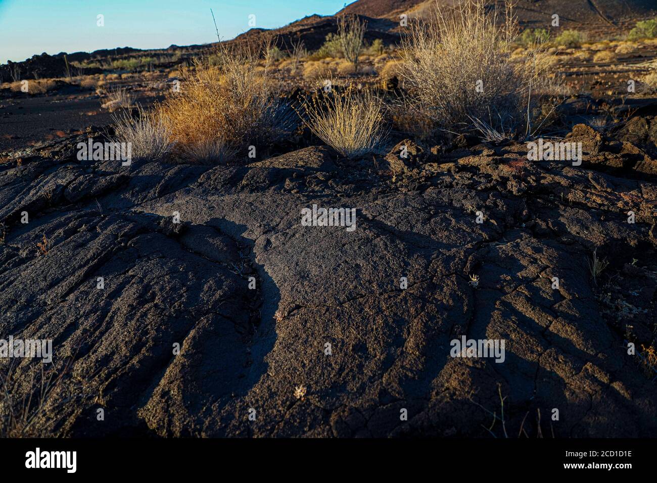 Sonoran Desert in the highlands of the El Pinacate Biosphere Reserve ...