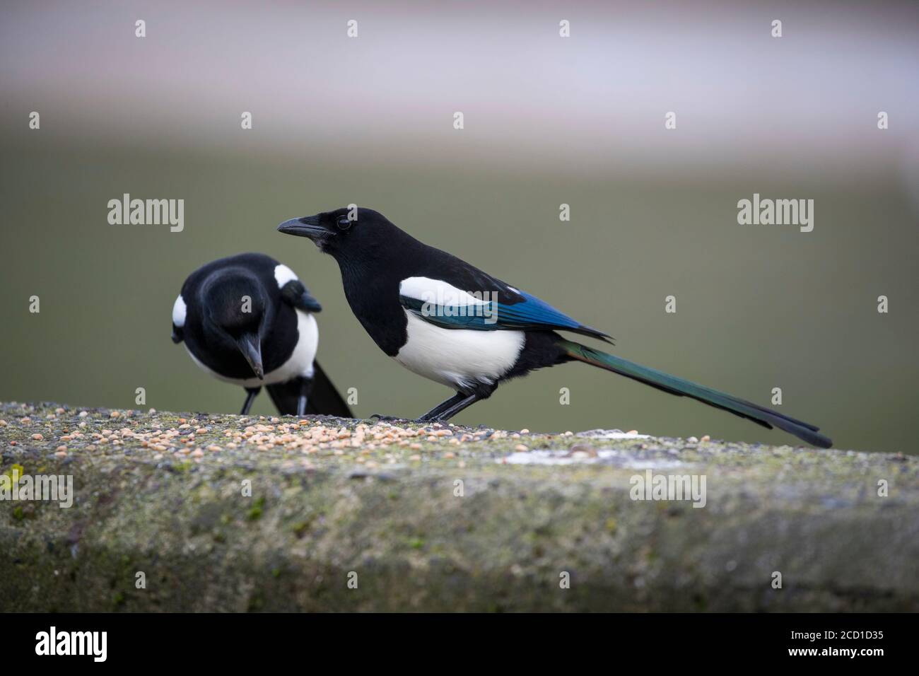 Magpies uk hi-res stock photography and images - Alamy