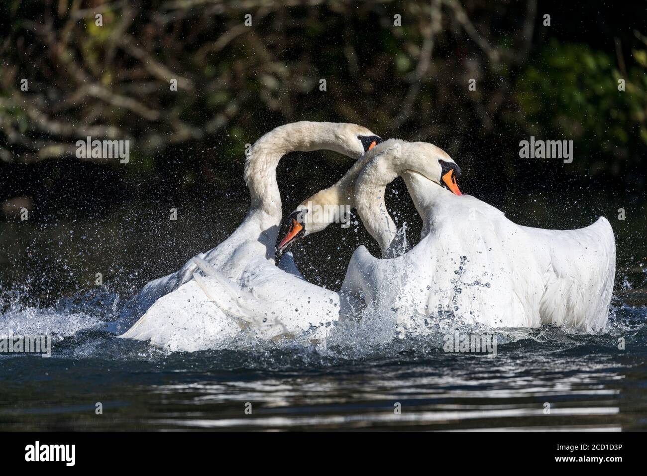 Swan fighting hi-res stock photography and images - Alamy