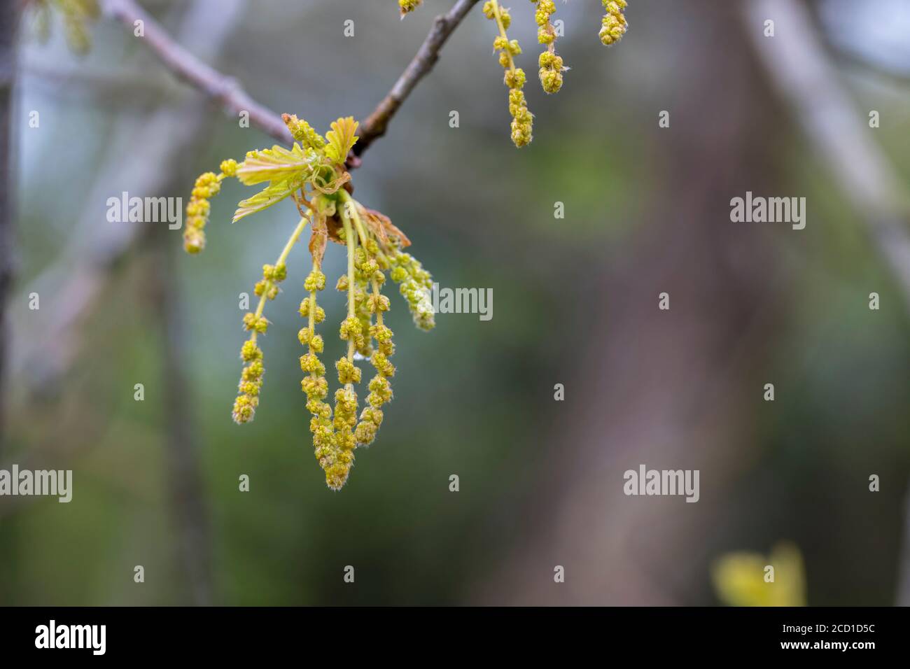 Oak Tree; Quercus robur; Flowers; Spring; UK Stock Photo - Alamy