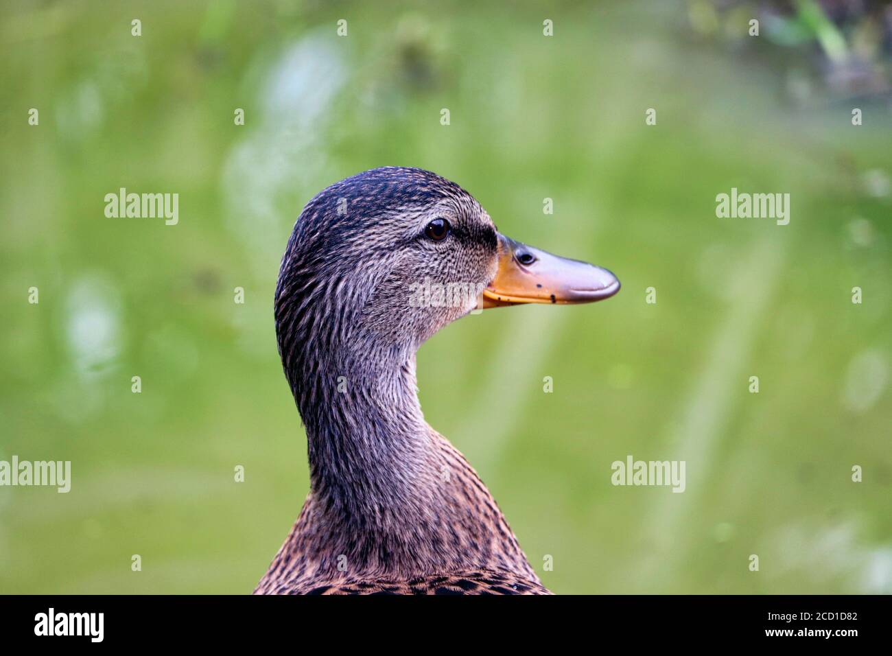 English duck hi-res stock photography and images - Alamy
