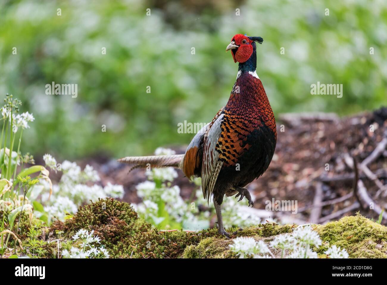 Uk male pheasant hi-res stock photography and images - Alamy