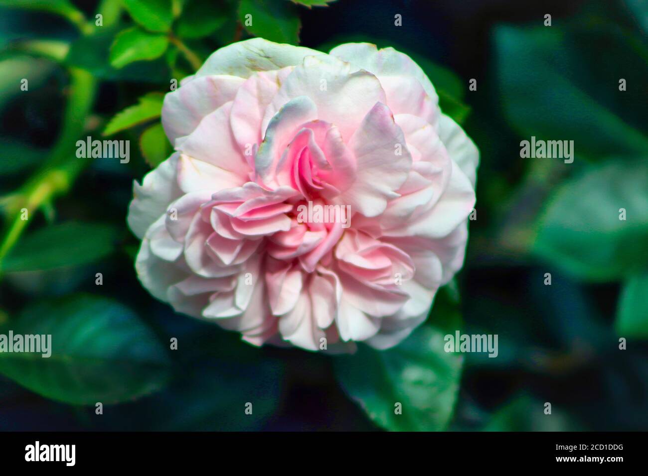 Pink budding roses hi-res stock photography and images - Alamy