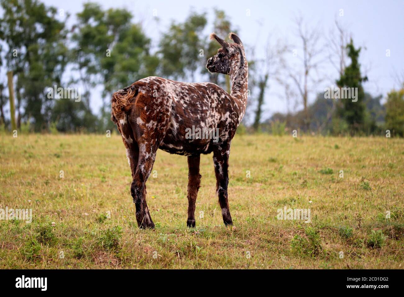 Alpaca in a field hi-res stock photography and images - Alamy