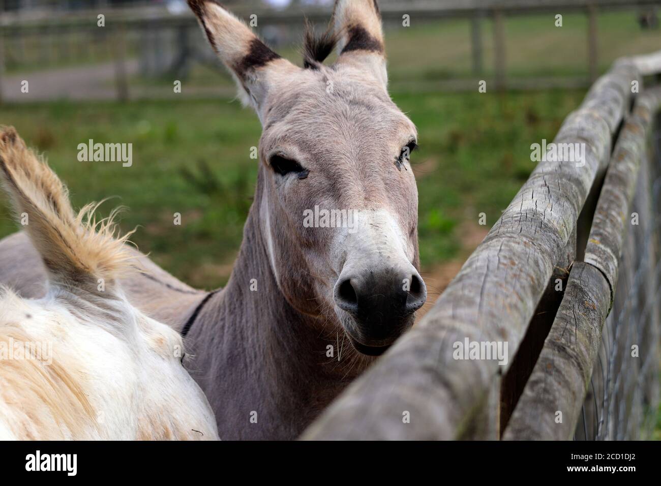 Donkeys head hi-res stock photography and images - Alamy