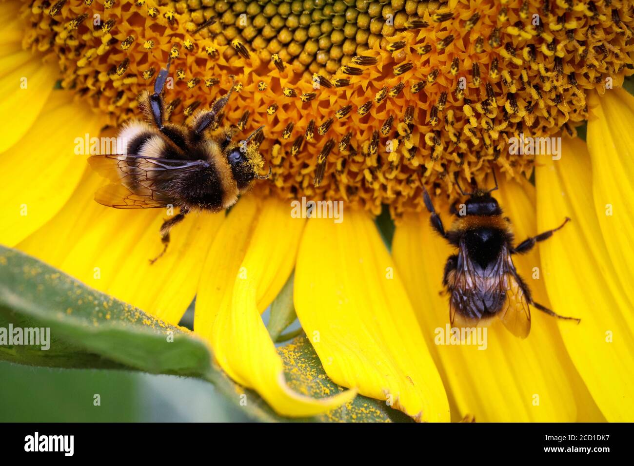 Summer scene bee sunflower hi-res stock photography and images - Alamy