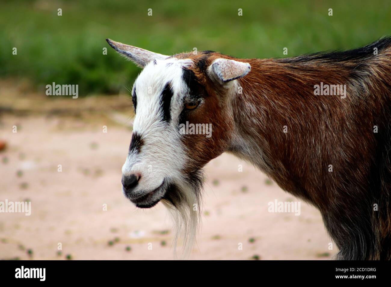 Milk of goat hi-res stock photography and images - Alamy