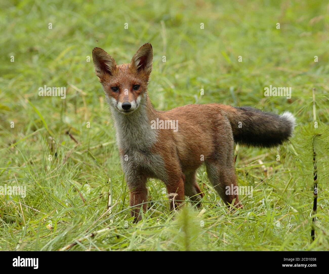 Red Fox Cub Stock Photo - Alamy