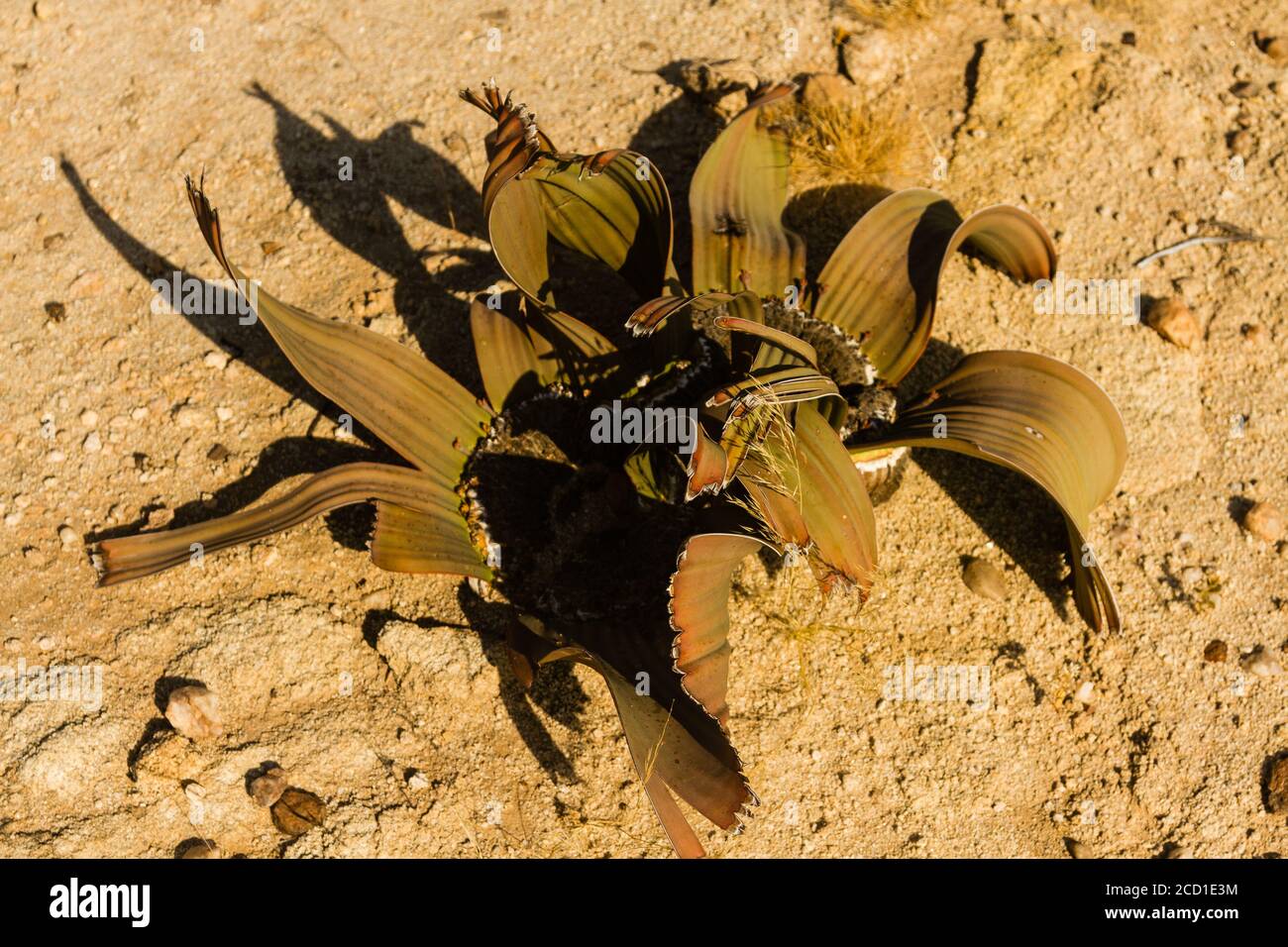 Welwitschia Mirabilis, a plant known as desert octopus, only exists in ...