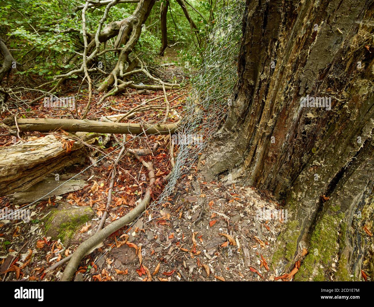 Decaying tree standing firm in the Surrey woodland landscape Stock ...