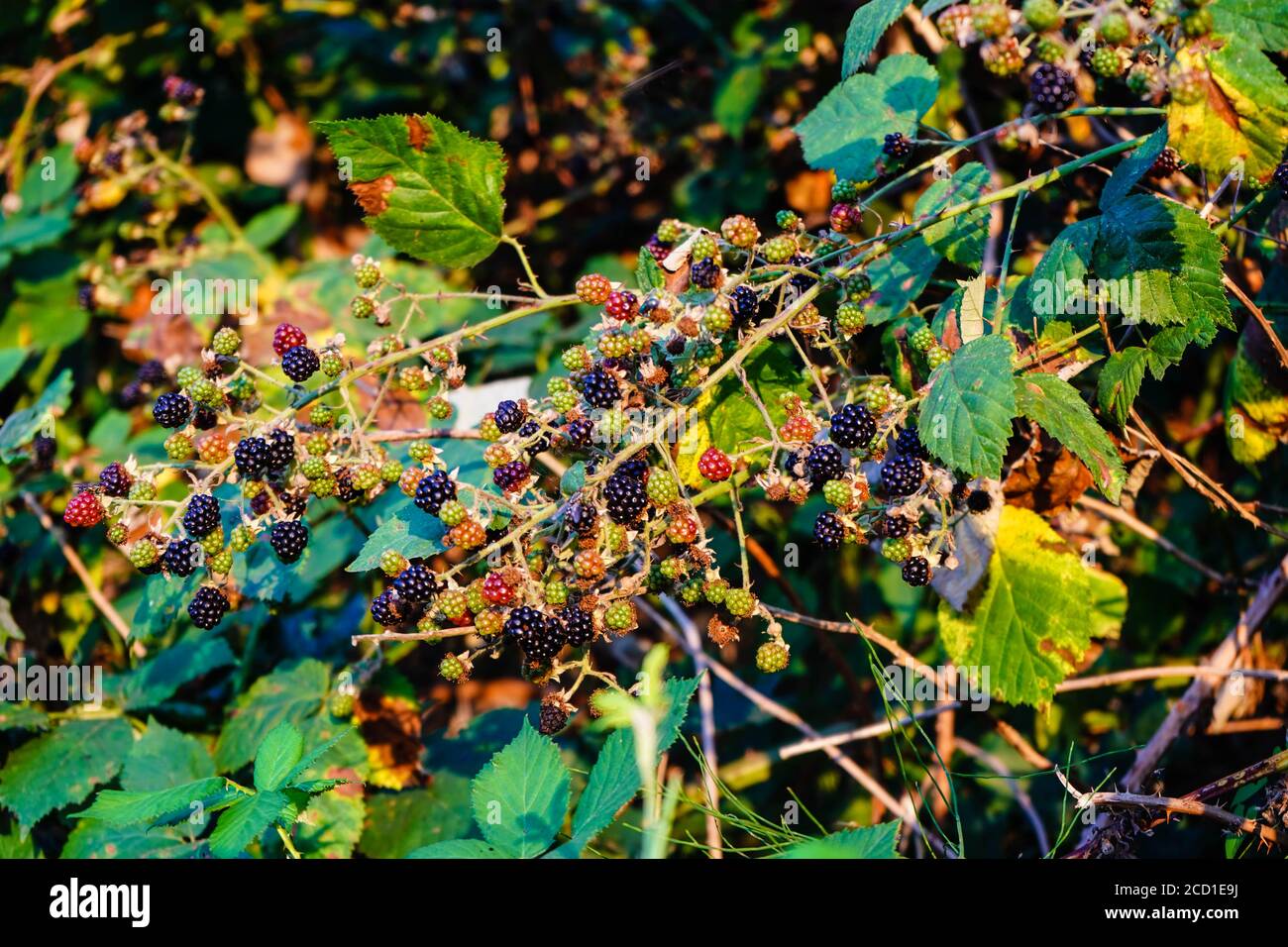 Thimbleberry flower hi-res stock photography and images - Alamy