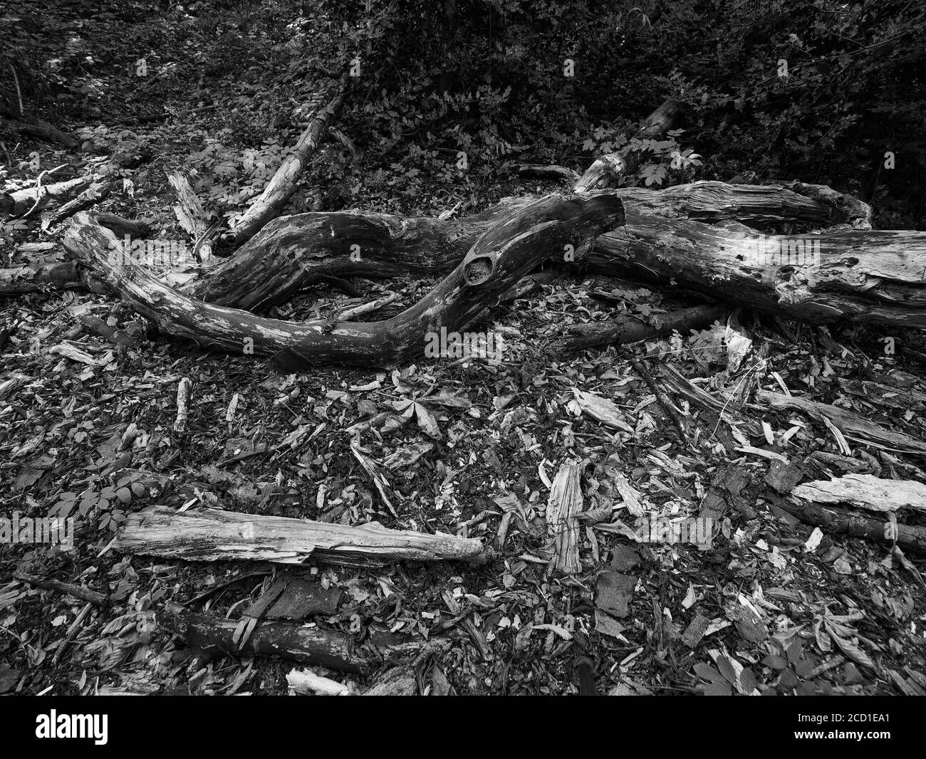 Woodland lifecycle Black and White Stock Photos & Images - Alamy