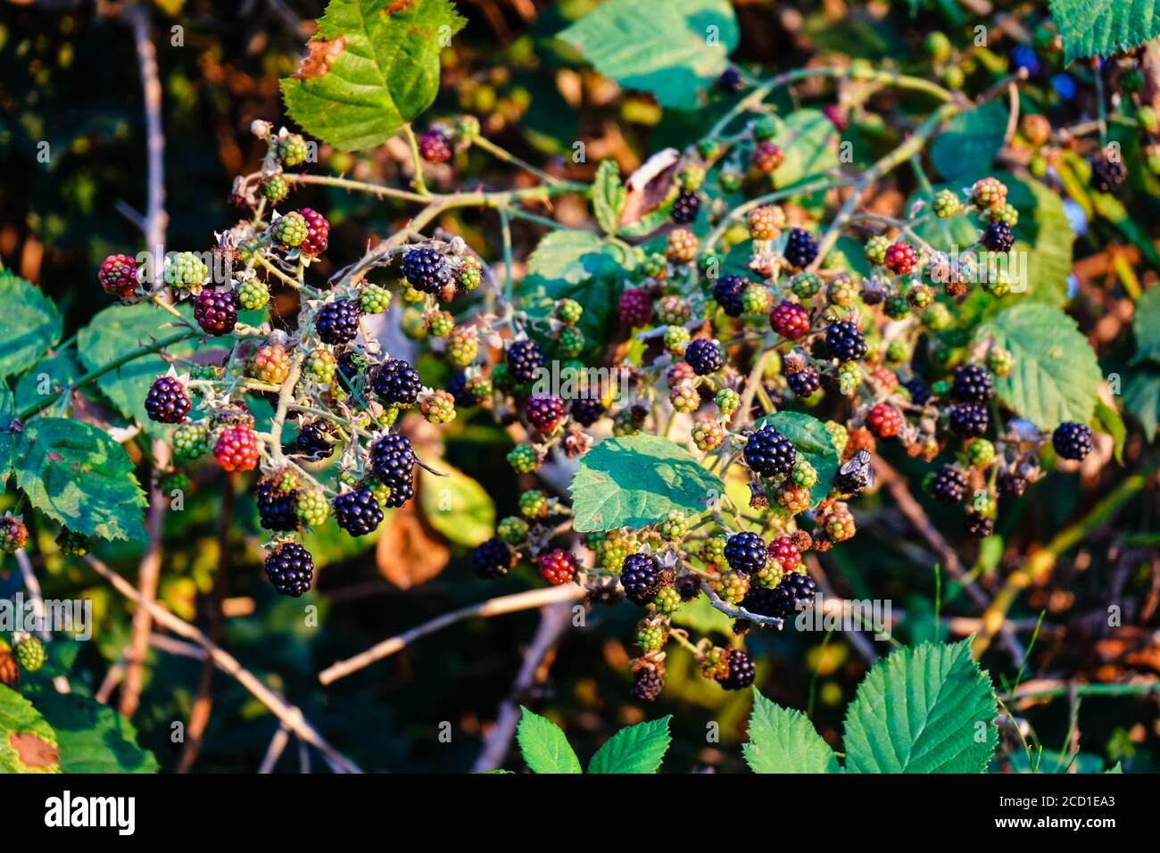 Thimbleberry flower hi-res stock photography and images - Alamy