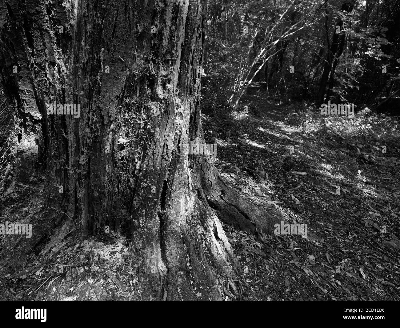 Decaying tree standing firm in the Surrey woodland landscape Stock ...