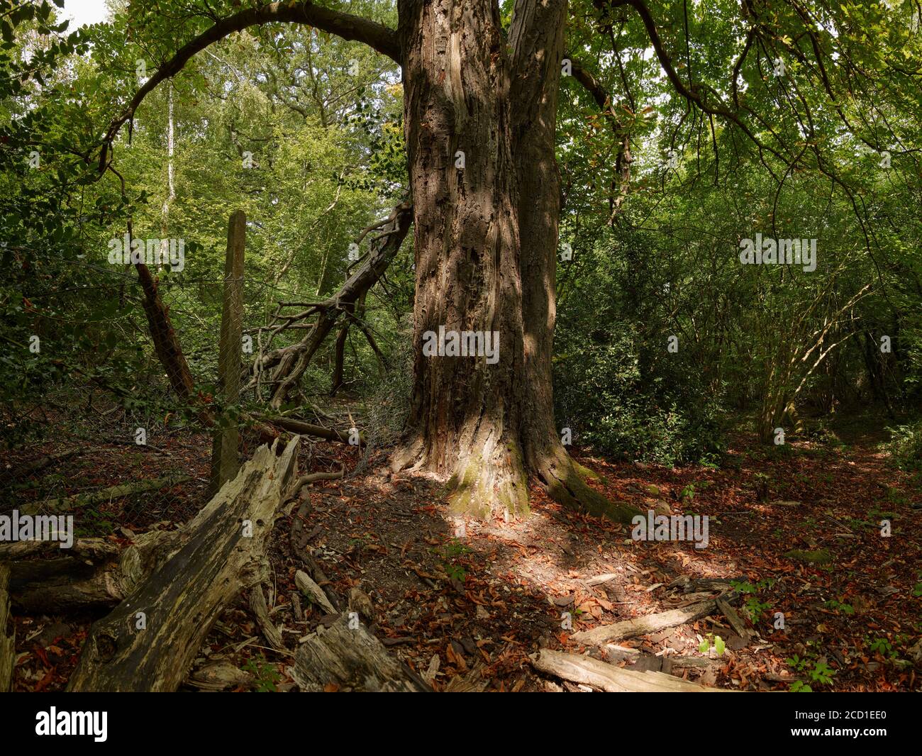 Decaying tree standing firm in the Surrey woodland landscape Stock ...