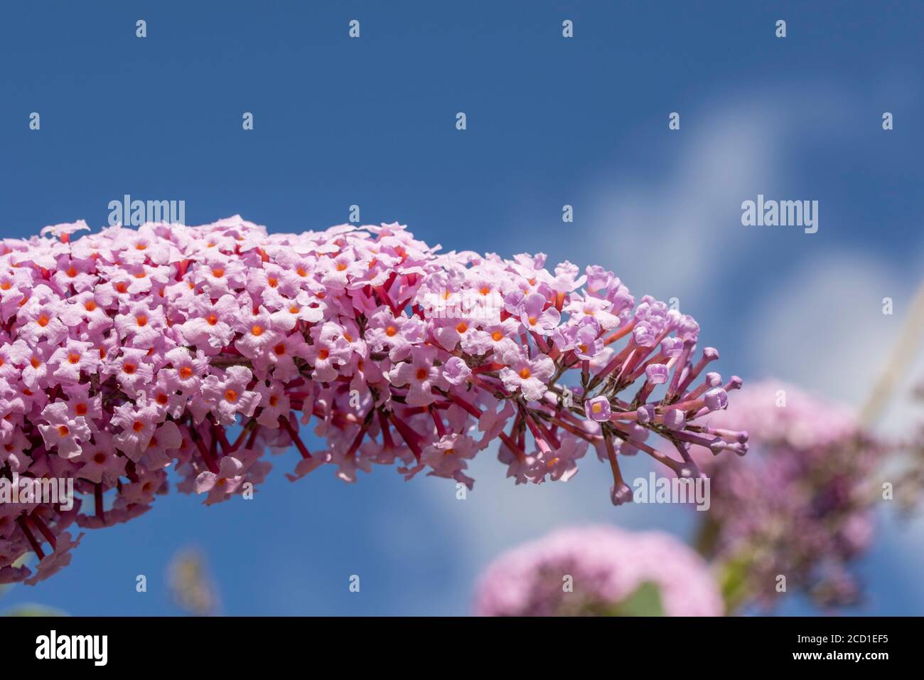 Budlei flower in full bloom, natural plant portrait Stock Photo - Alamy