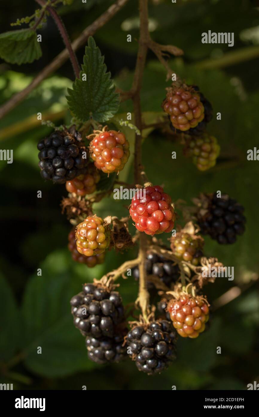 Wild Blackberry bush with ripe fruit Stock Photo - Alamy