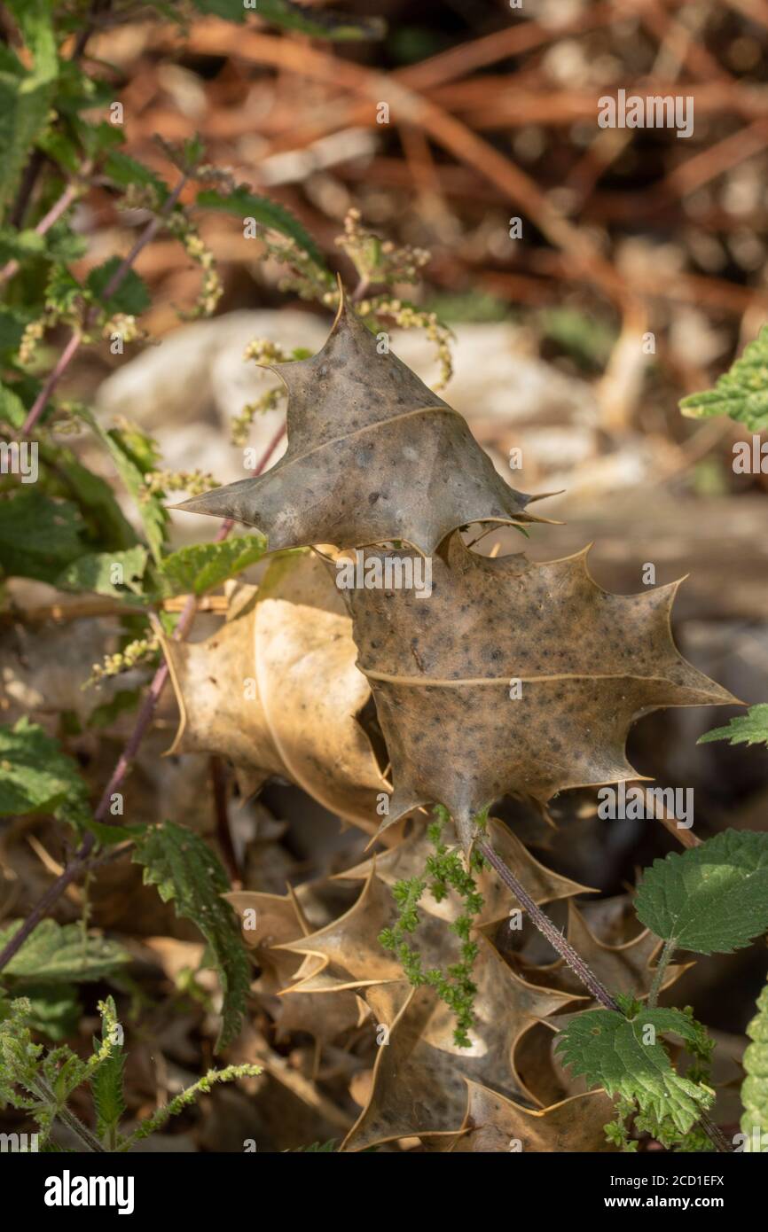 Spiny evergreen shrubs hi-res stock photography and images - Alamy