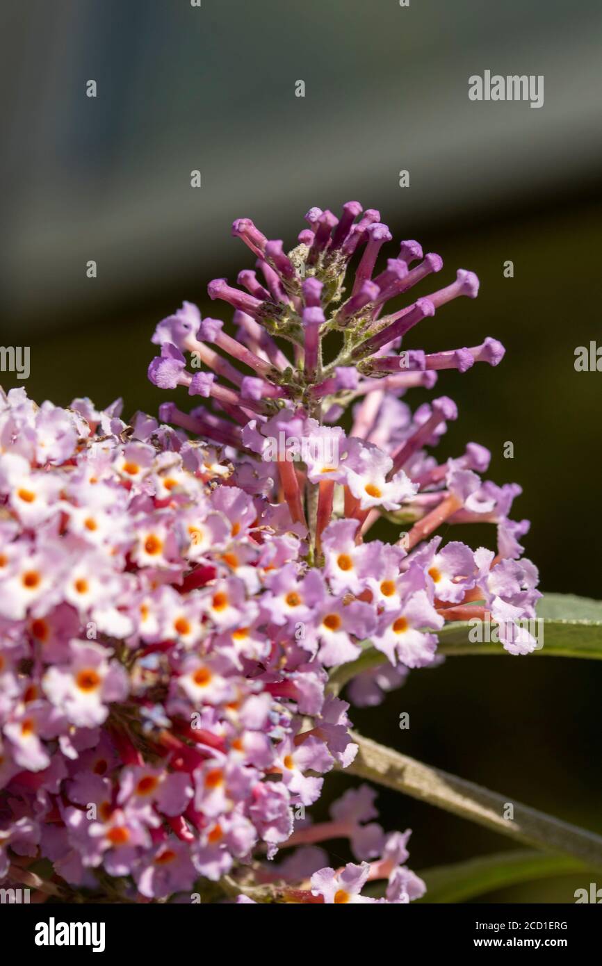 Adam buddle hi-res stock photography and images - Alamy