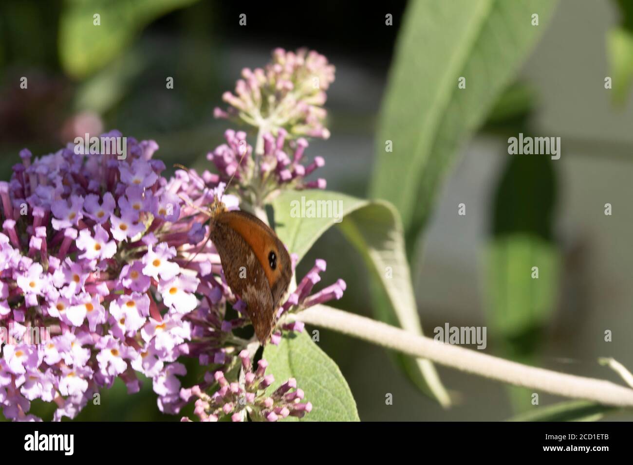 Adam buddle hi-res stock photography and images - Alamy