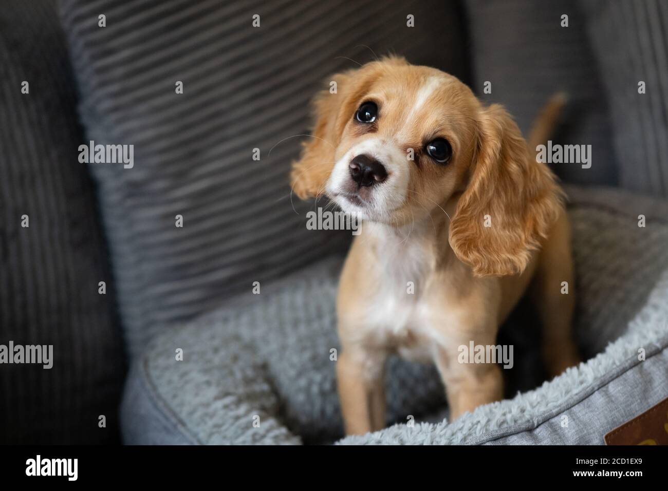 Cute puppy dog eyes, Cocker Spaniel Stock Photo - Alamy