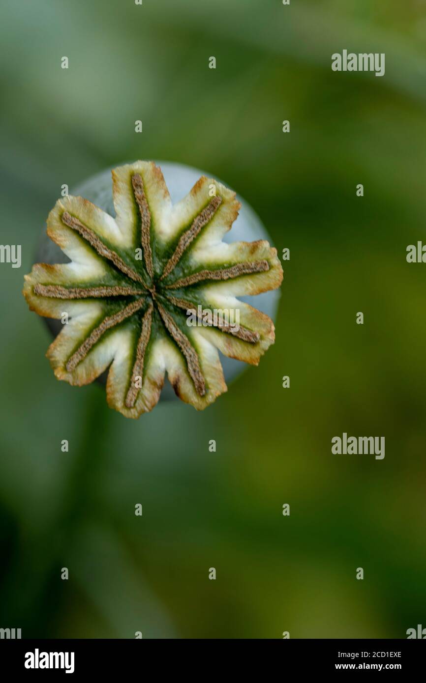 Very close-up poppy seed head, patterns in nature Stock Photo - Alamy