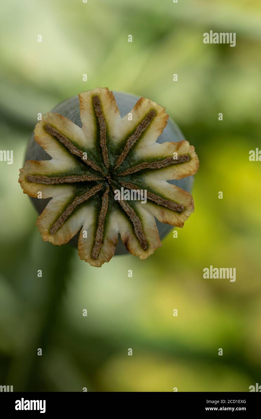 Very close-up poppy seed head, patterns in nature Stock Photo - Alamy