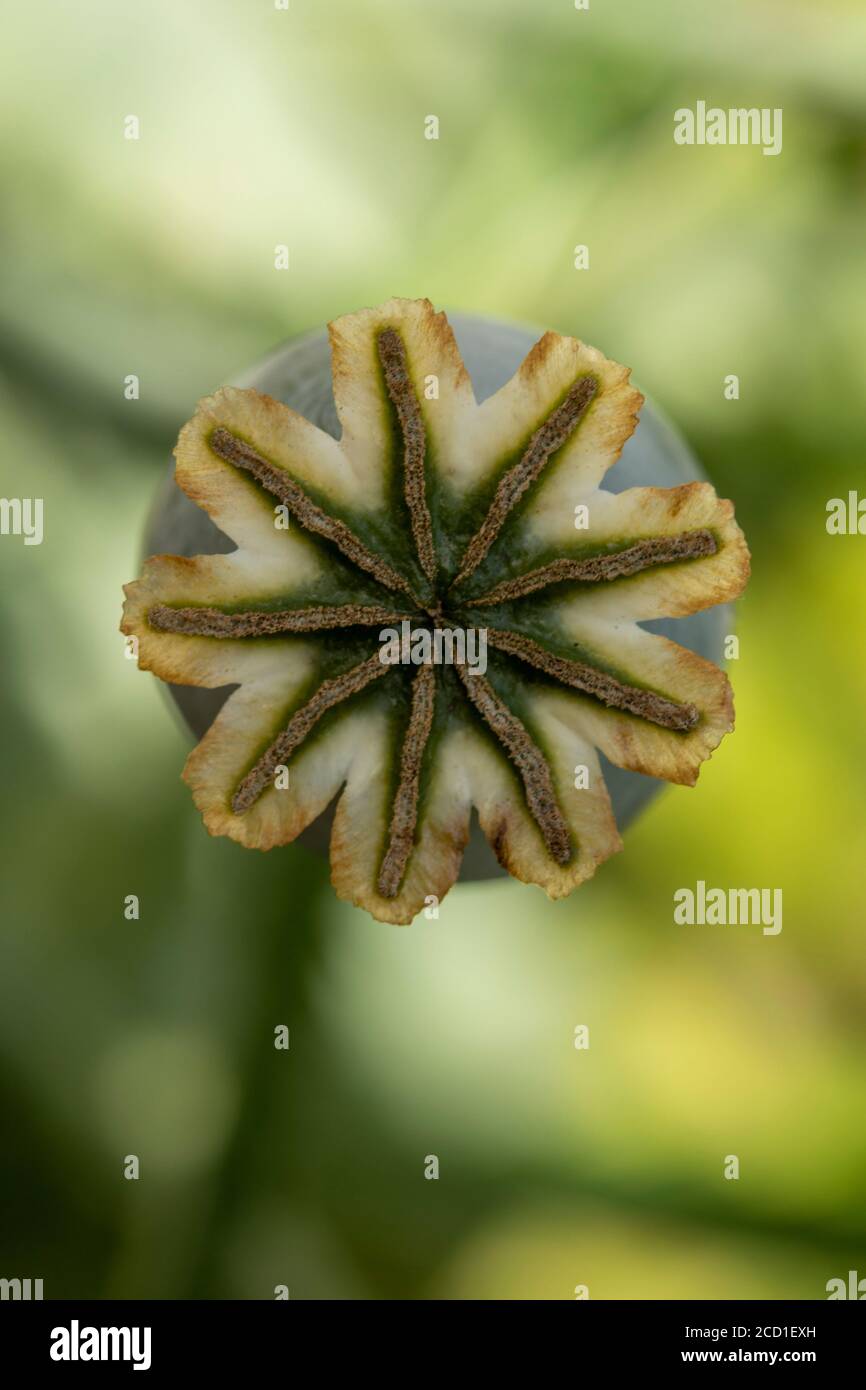 Very close-up poppy seed head, patterns in nature Stock Photo - Alamy