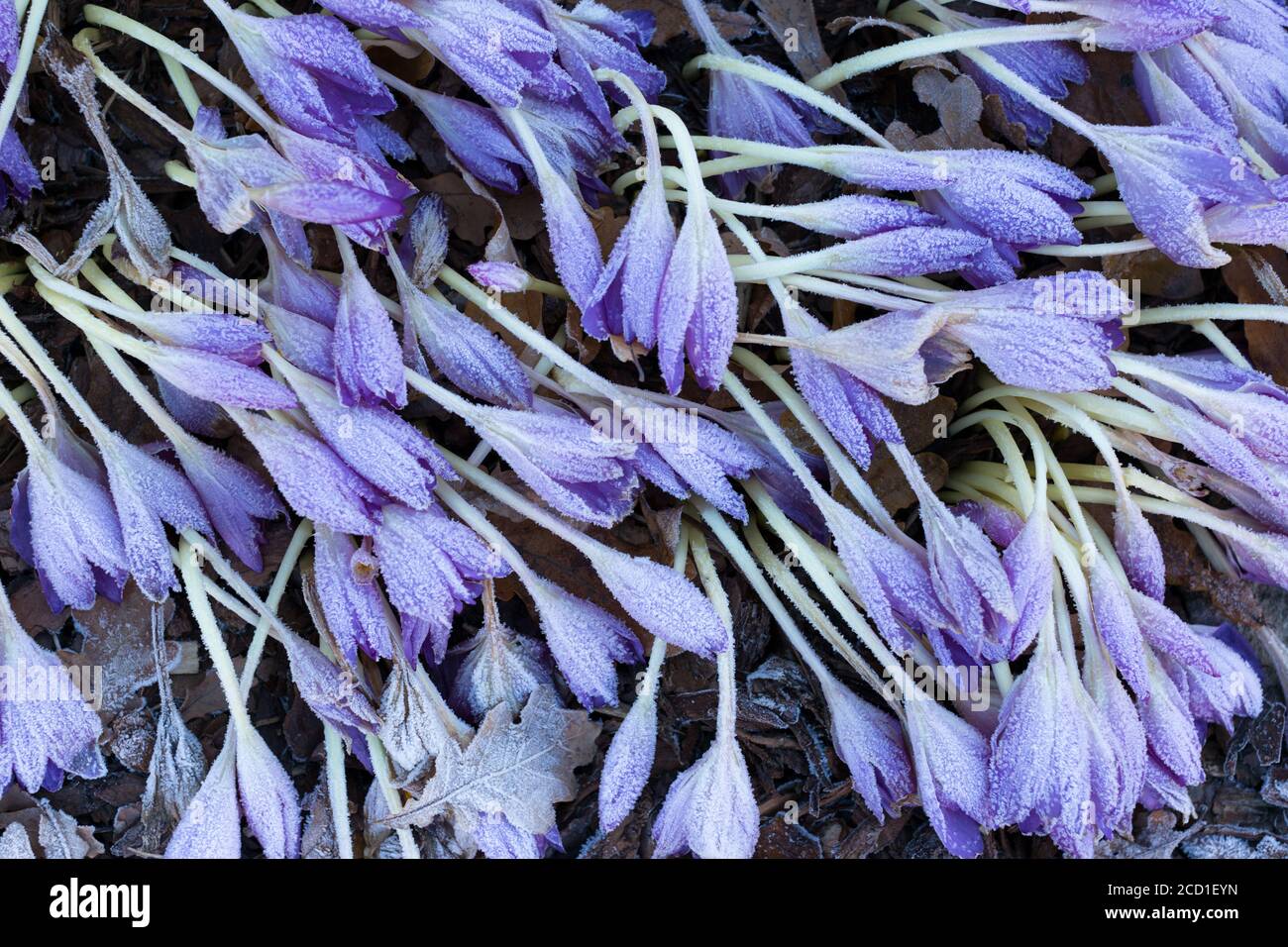 Flower hoarfrost hi-res stock photography and images - Alamy