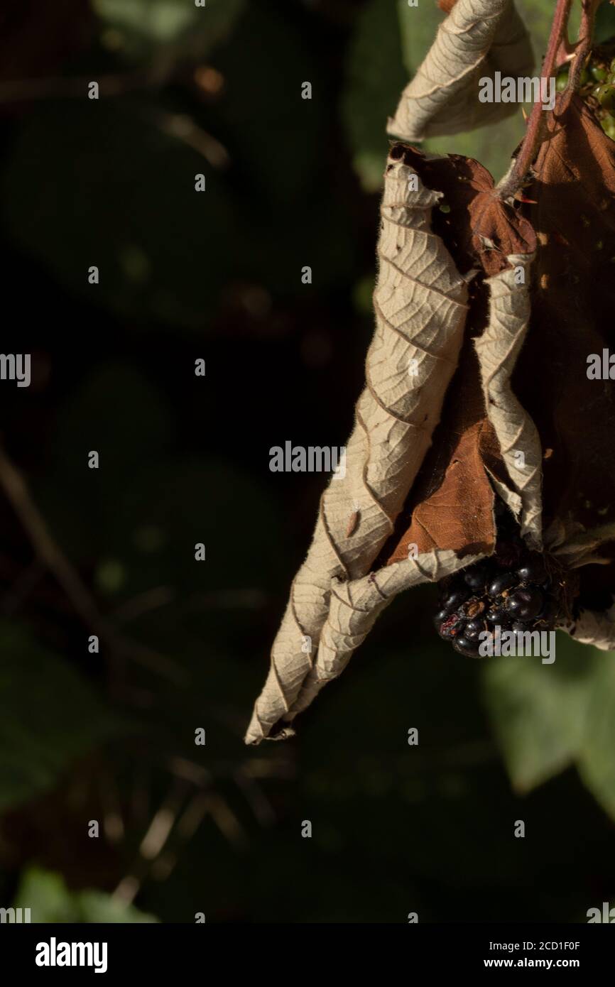 Leaf abstract close up still-life, natural patterns Stock Photo - Alamy