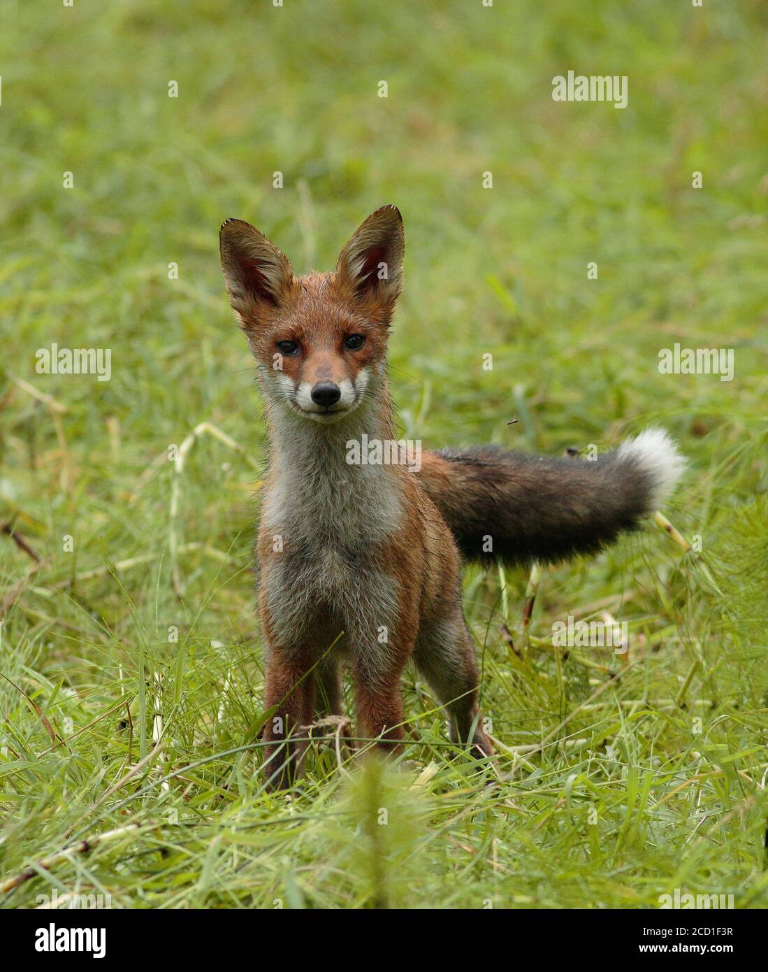 Fox Cub Eating High Resolution Stock Photography and Images - Alamy