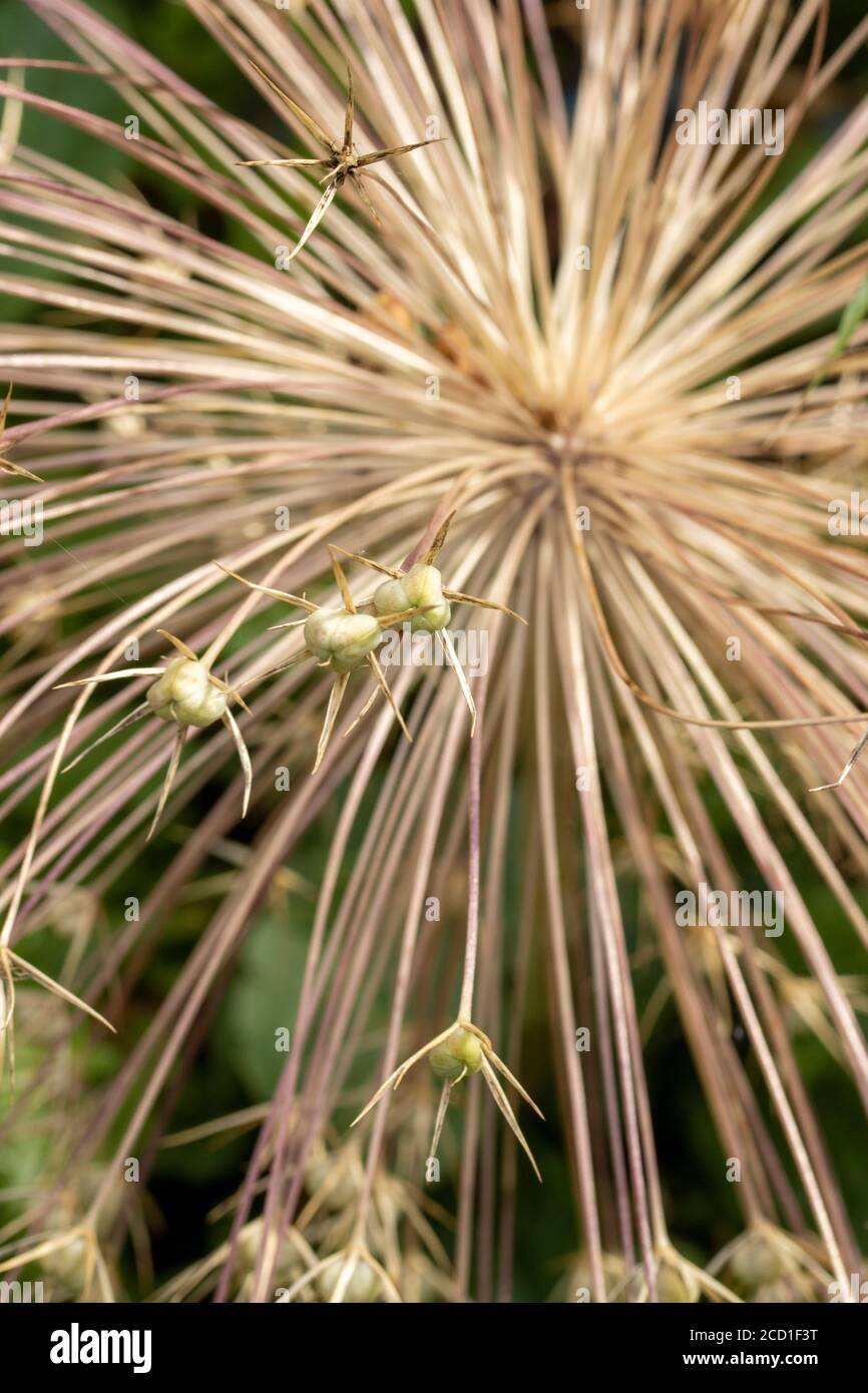 Allium Christophii flower seed head showing patterns and natural ...