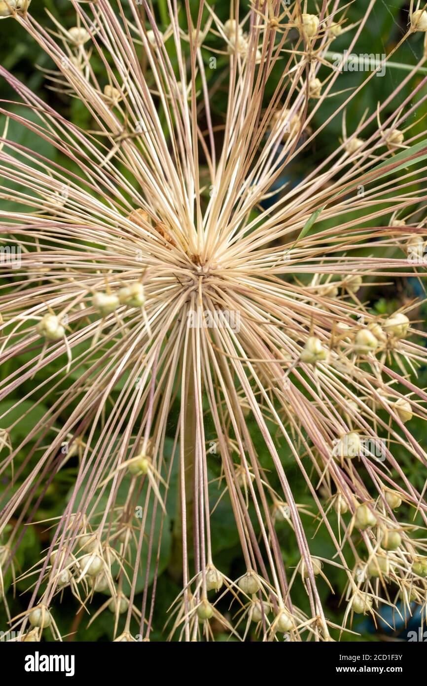 Allium Christophii flower seed head showing patterns and natural ...